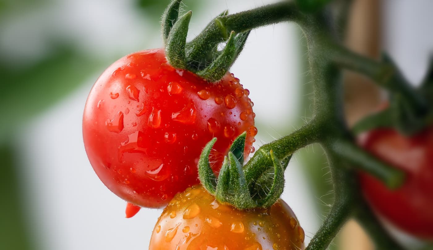 La tomate - Semer, cultiver et cuisiner - Ceercle