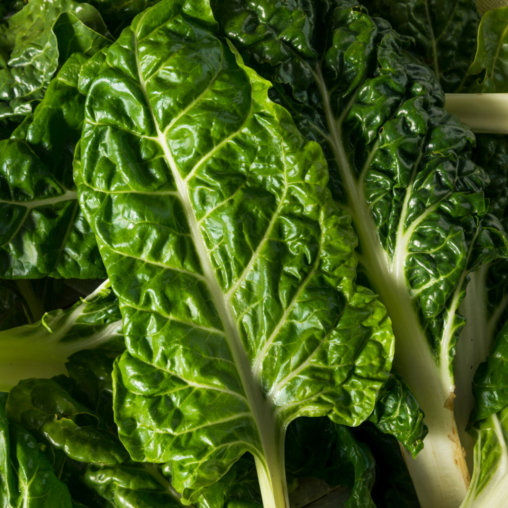 La blette - Semer, cultiver et cuisiner - Ceercle