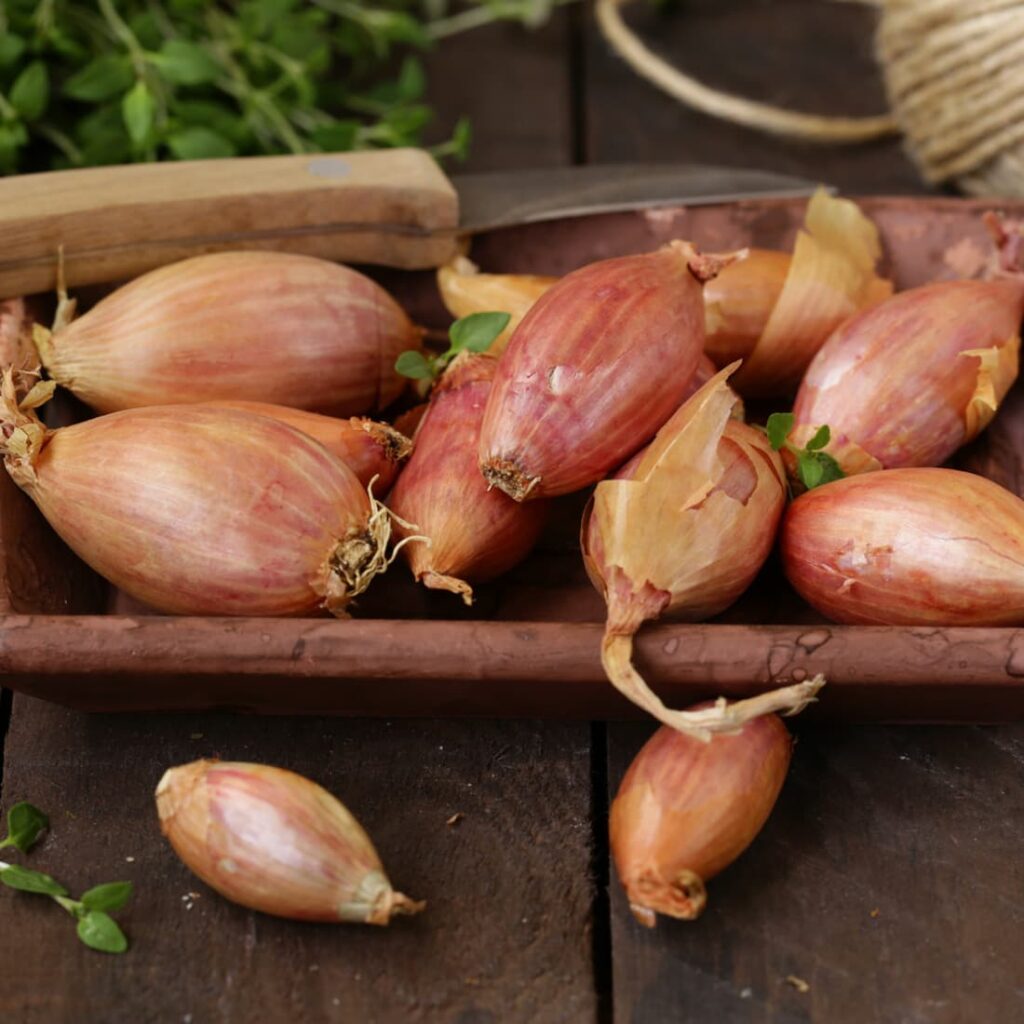 L'échalote - Semer, Cultiver et Cuisiner - Ceercle