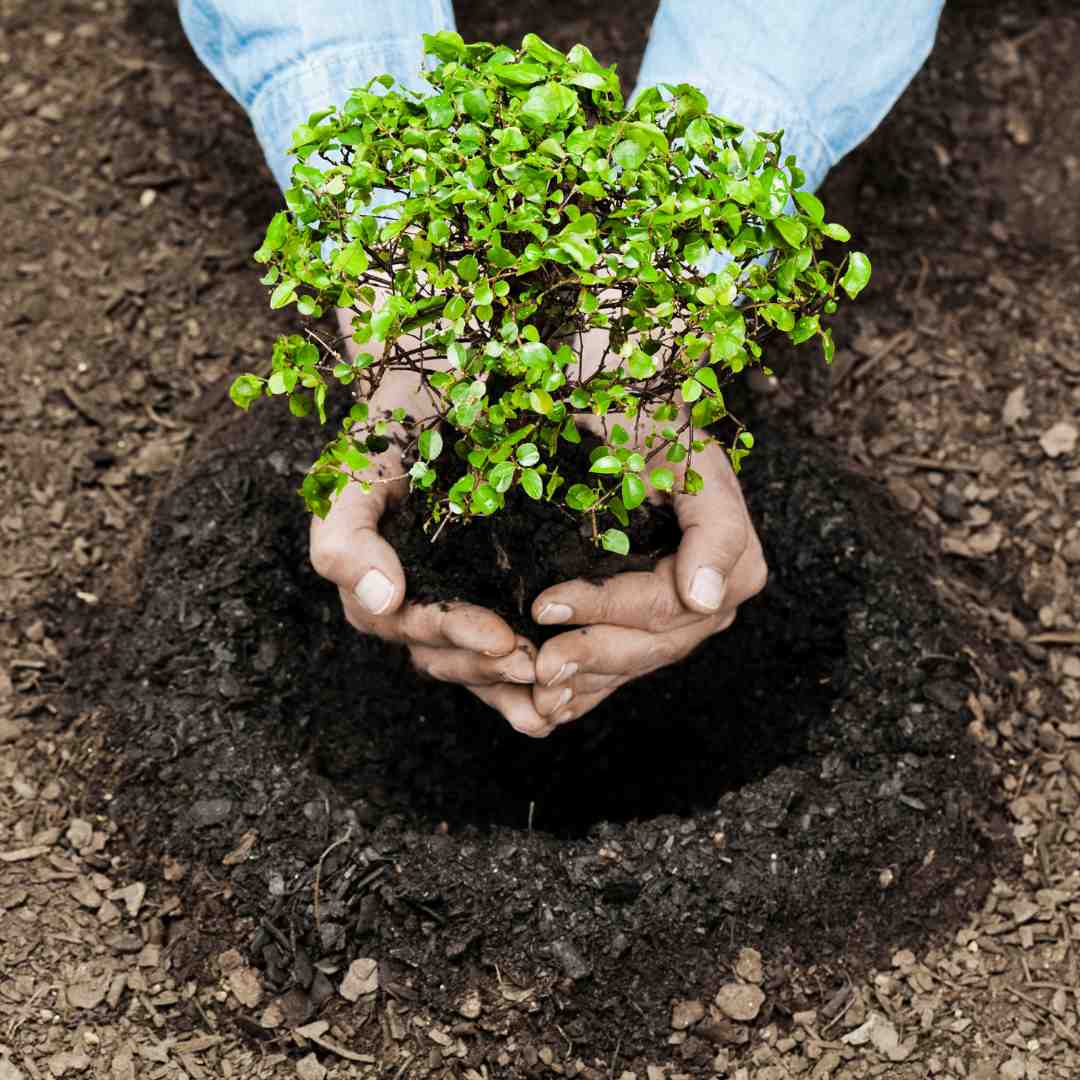 Comment utiliser le compost mûr ? - Ceercle