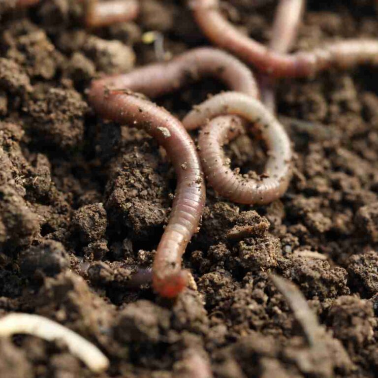 Où trouver des vers de compost gratuits ? - Ceercle
