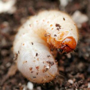 Les insectes du compost - Ceercle