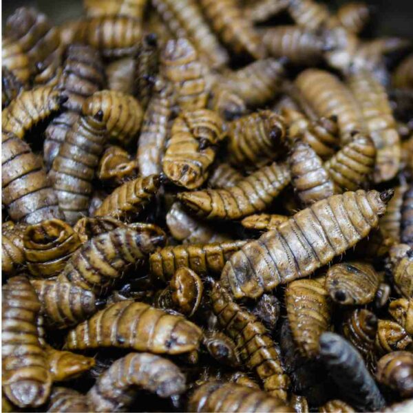 Les insectes du compost - Ceercle