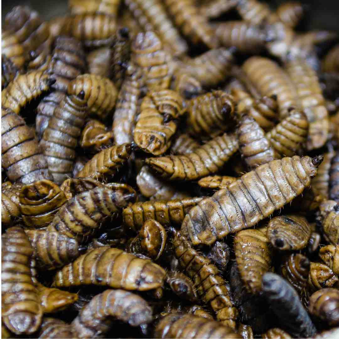 Les insectes du compost - Ceercle