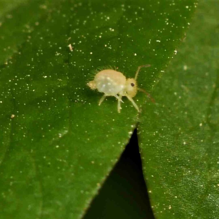 Les insectes du compost - Ceercle