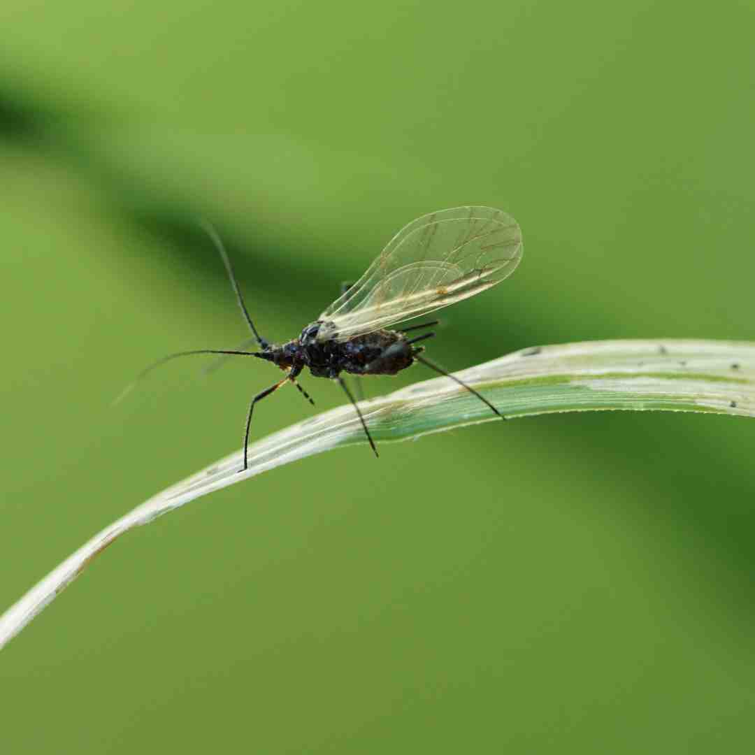 Les insectes du compost - Ceercle