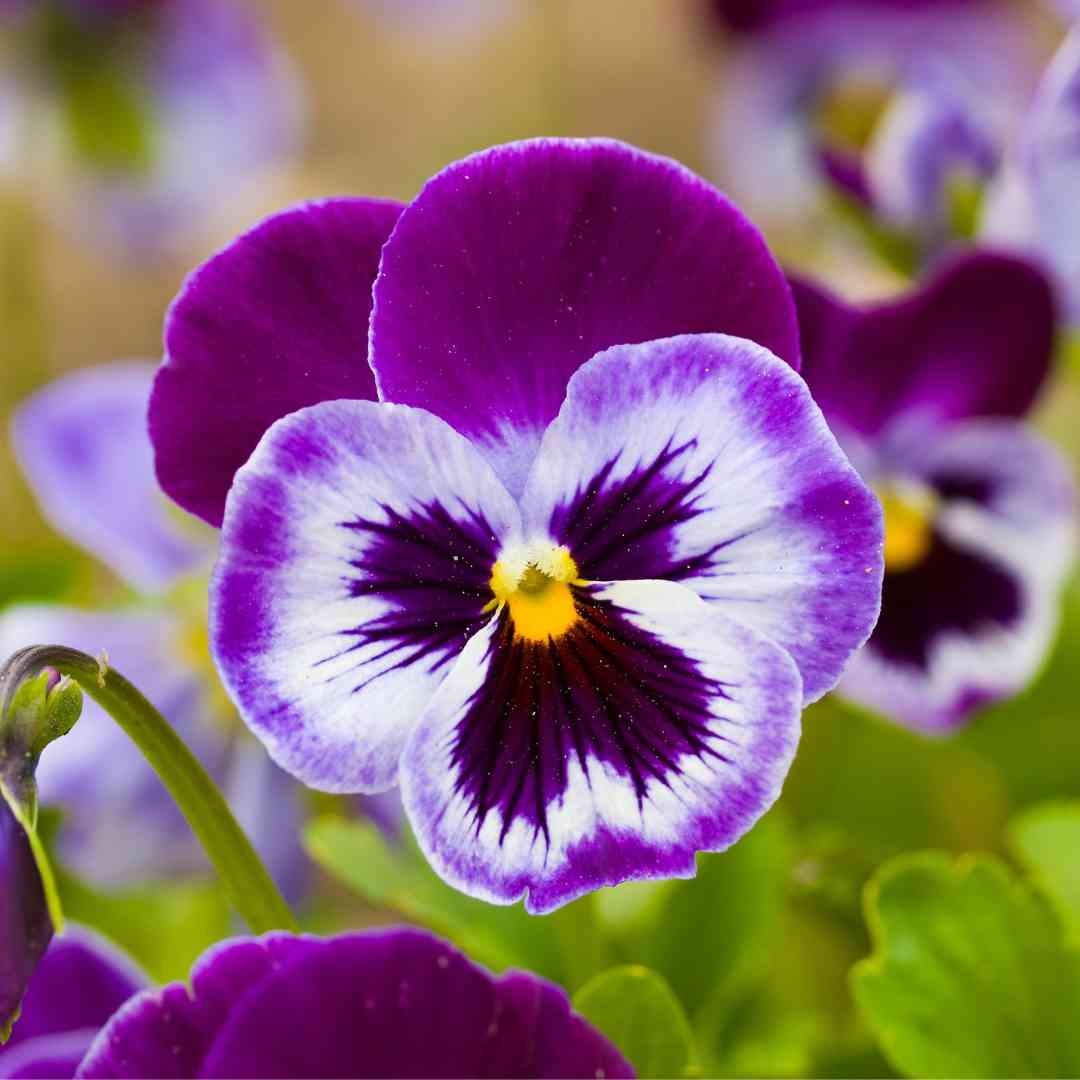 La pensée - Semer, cultiver et cuisiner - Ceercle