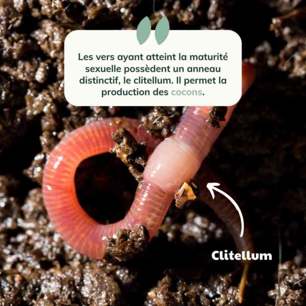 La reproduction des vers de compost - Ceercle