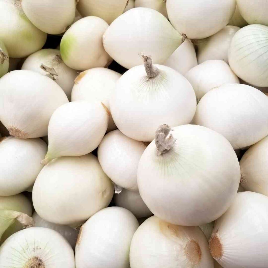 L'oignon blanc - Semer, Cultiver et Cuisiner - Ceercle