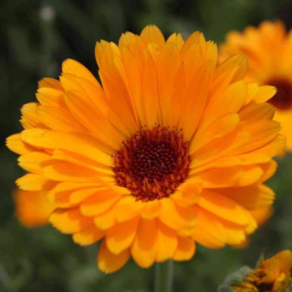 Le bleuet - Semer, Cultiver et Cuisiner - Ceercle